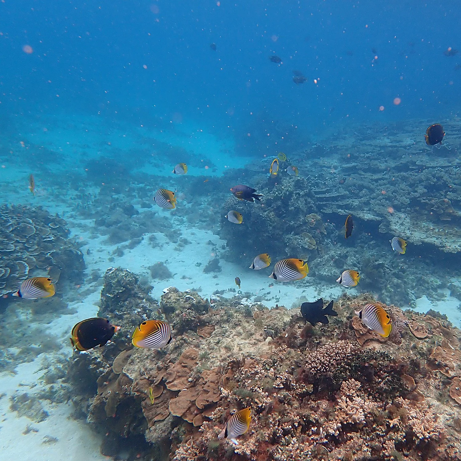 Coral spawning, Norfolk Island 2021 — Norfolk Island's Reef