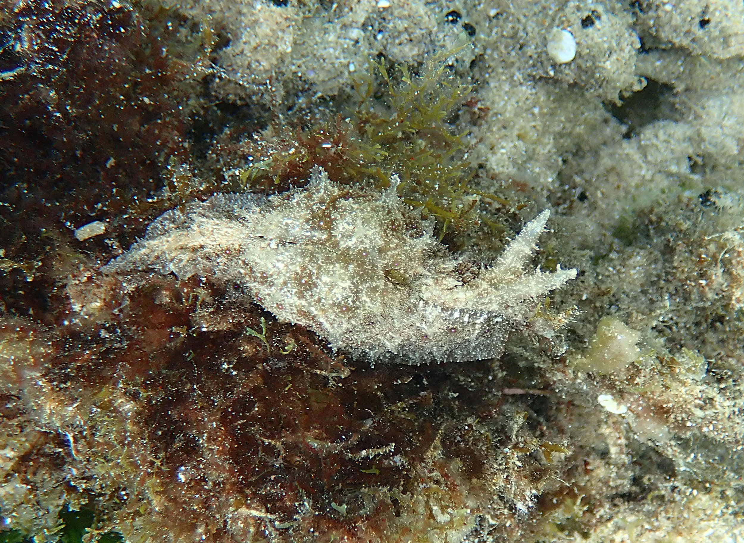 Furry sea hares as eco-warriors — Norfolk Island's Reef