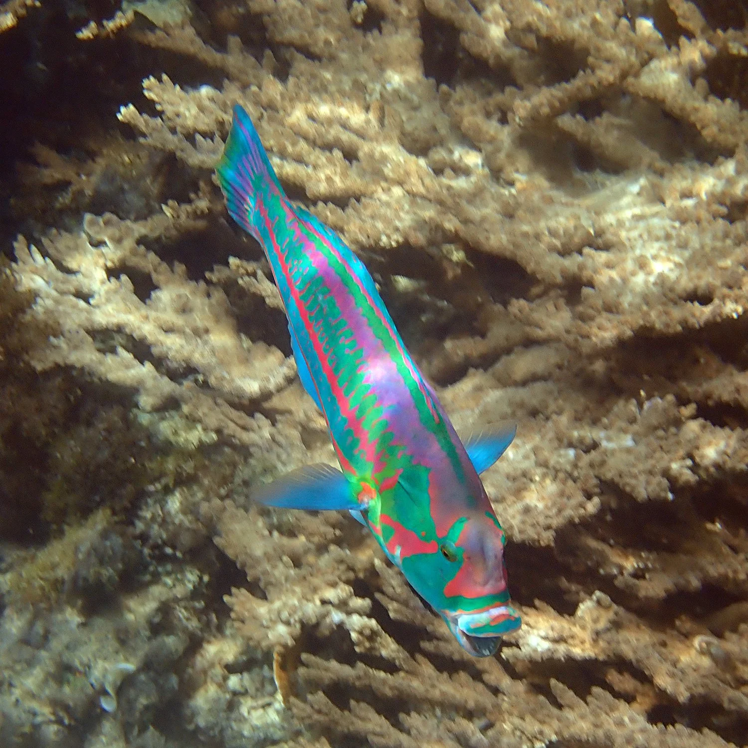 Meet George, the surge wrasse — Norfolk Island's Reef