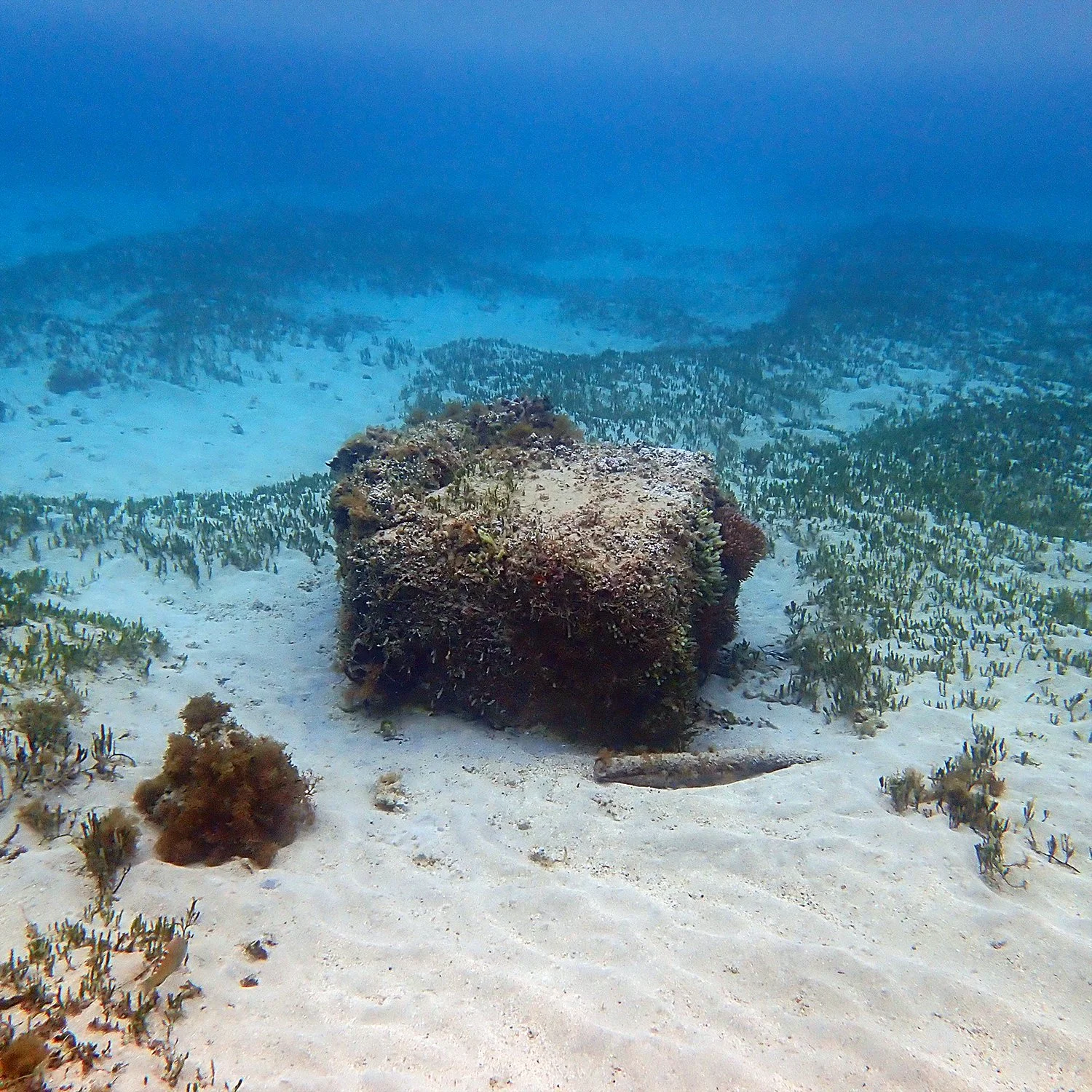 Beneath the waves in Emily Bay, Norfolk Island — Norfolk Island's Reef