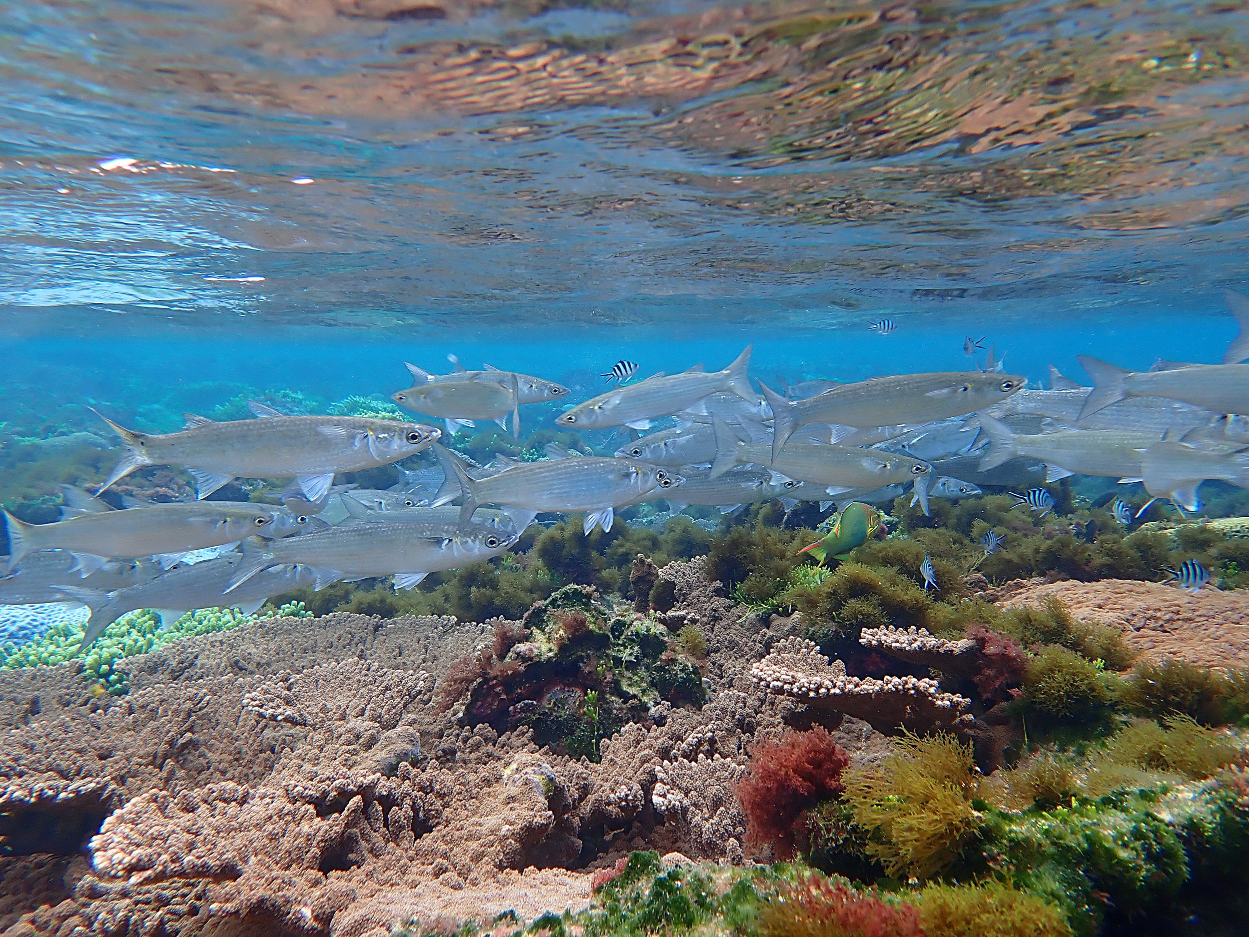 Where have all the bait fish gone? — Norfolk Island's Reef