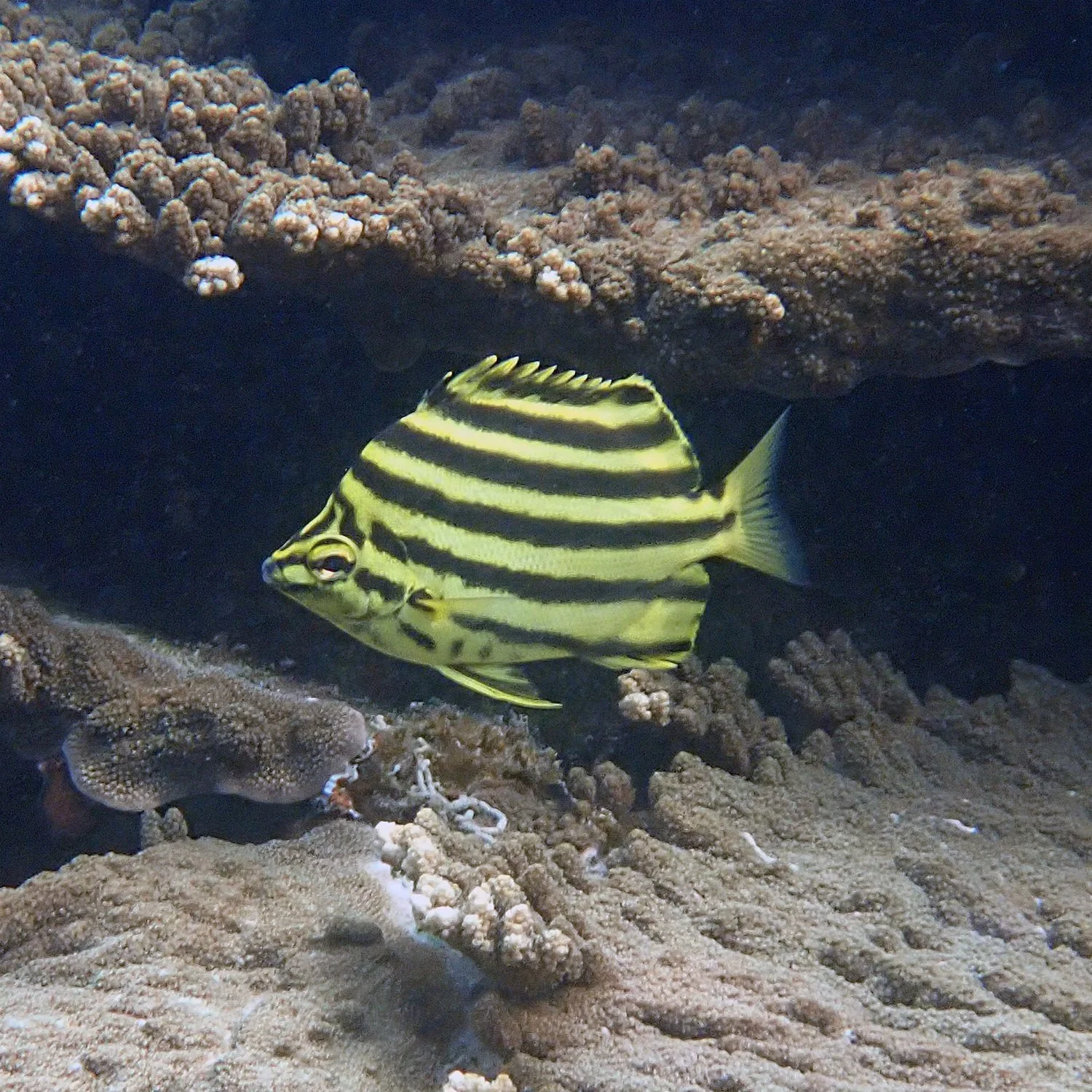 Fish stocktake - the mysteries, the surprises and the wins — Norfolk ...