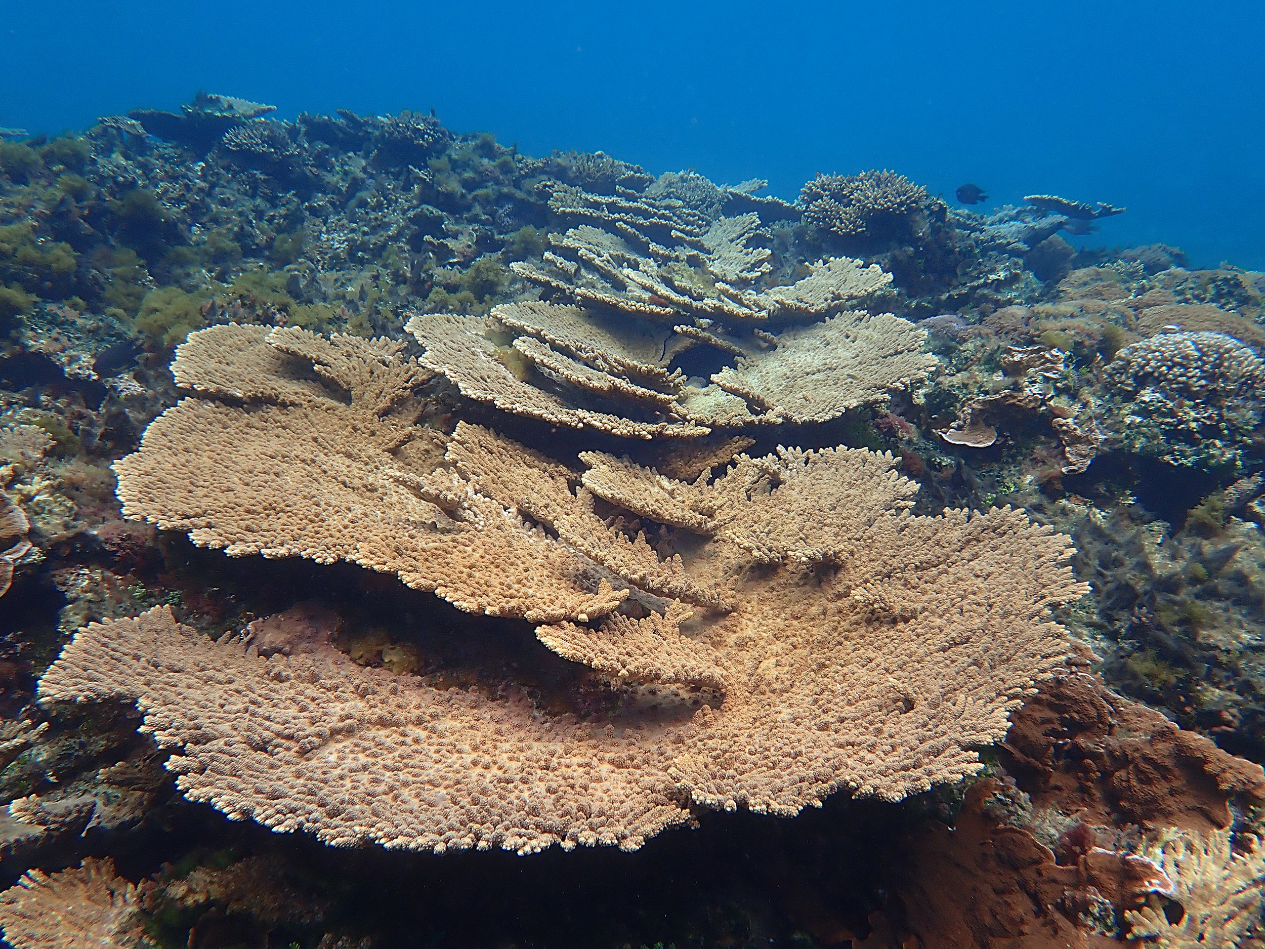 Then and now – shifting baseline syndrome laid bare — Norfolk Island's Reef