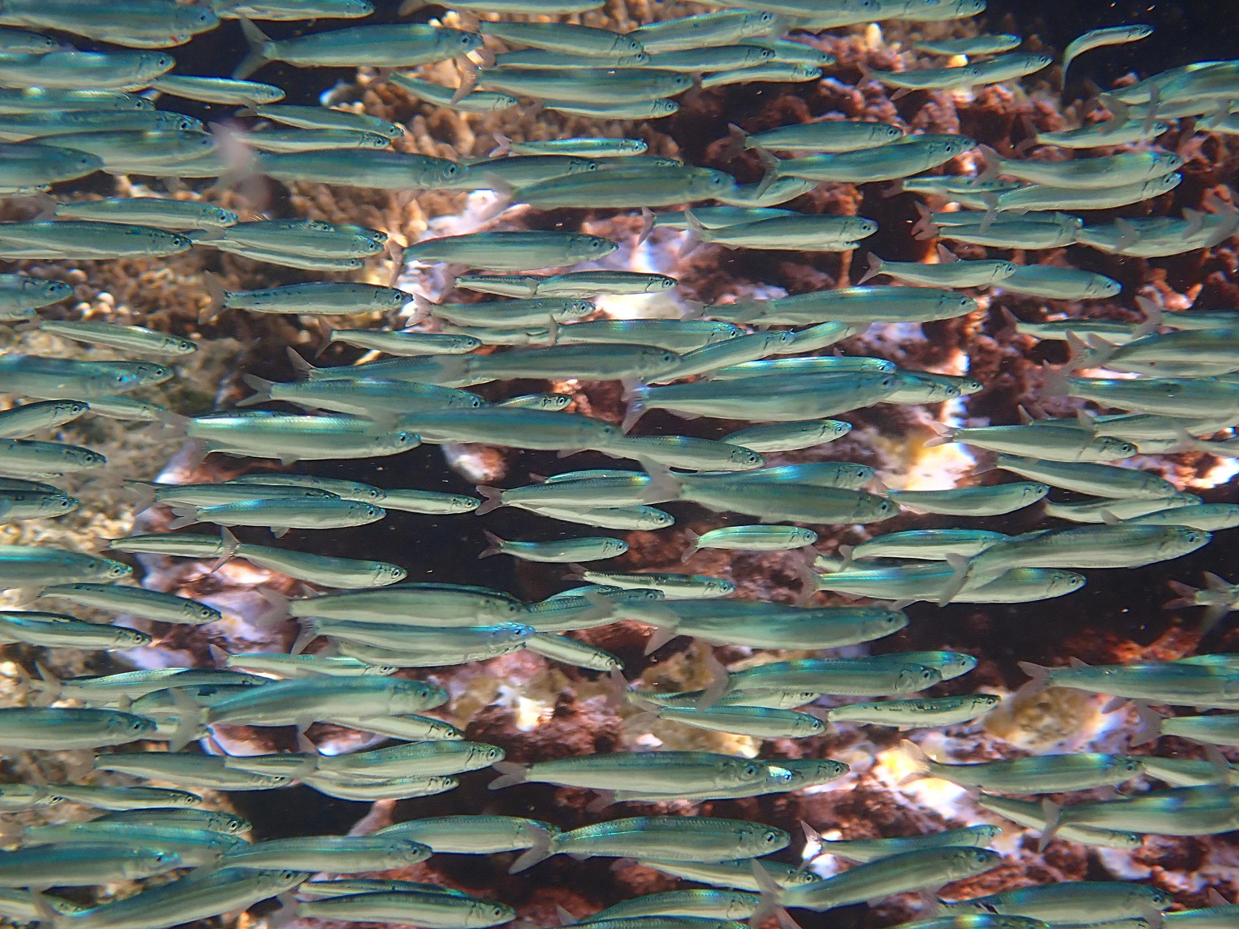 Where have all the bait fish gone? — Norfolk Island's Reef