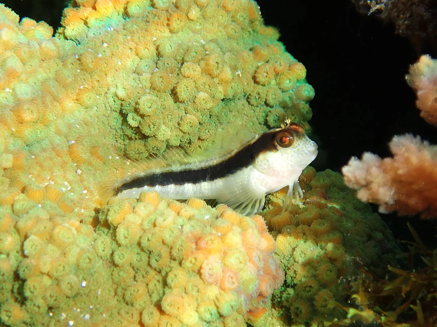 Norfolk Island's endemics on record — Norfolk Island's Reef
