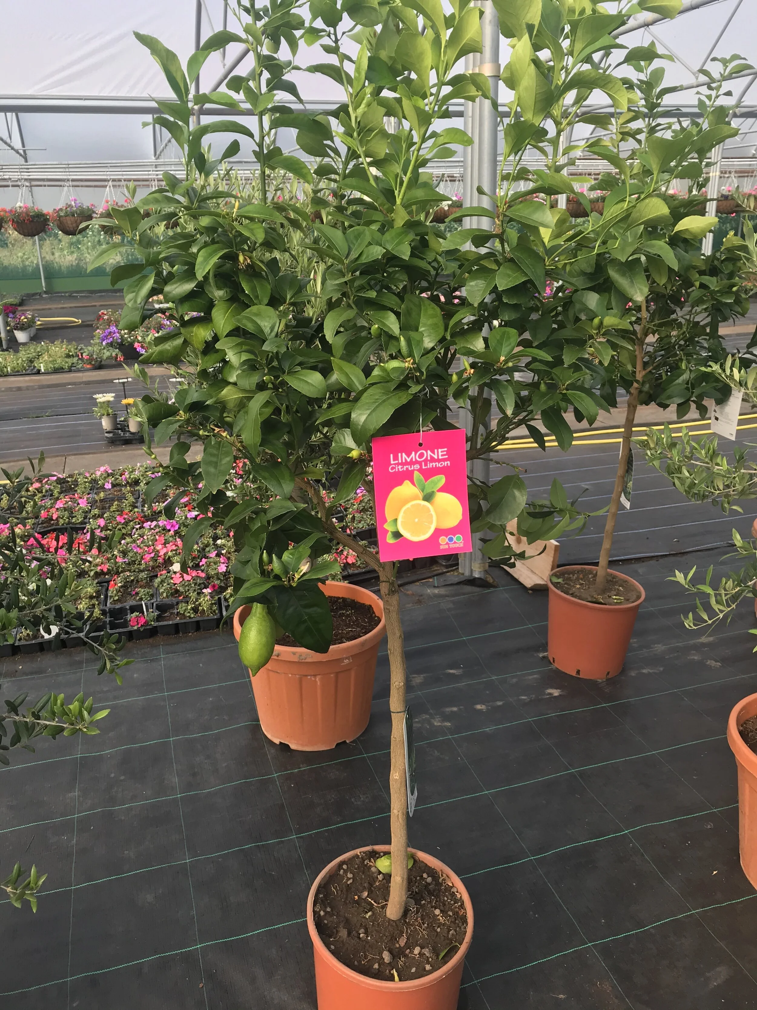 Chelsea Direct - The Hanging Basket Specialists