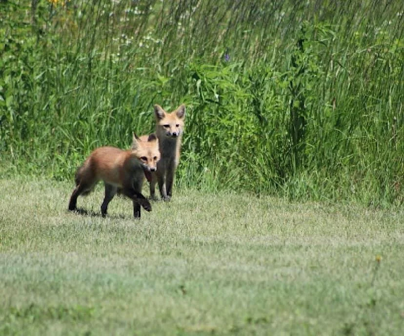 Red Foxes and a Turkey Vulture Return to the Wild | Pine View Wildlife ...