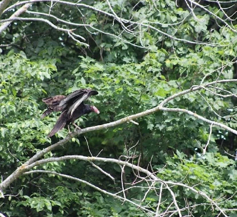 Red Foxes and a Turkey Vulture Return to the Wild | Pine View Wildlife ...