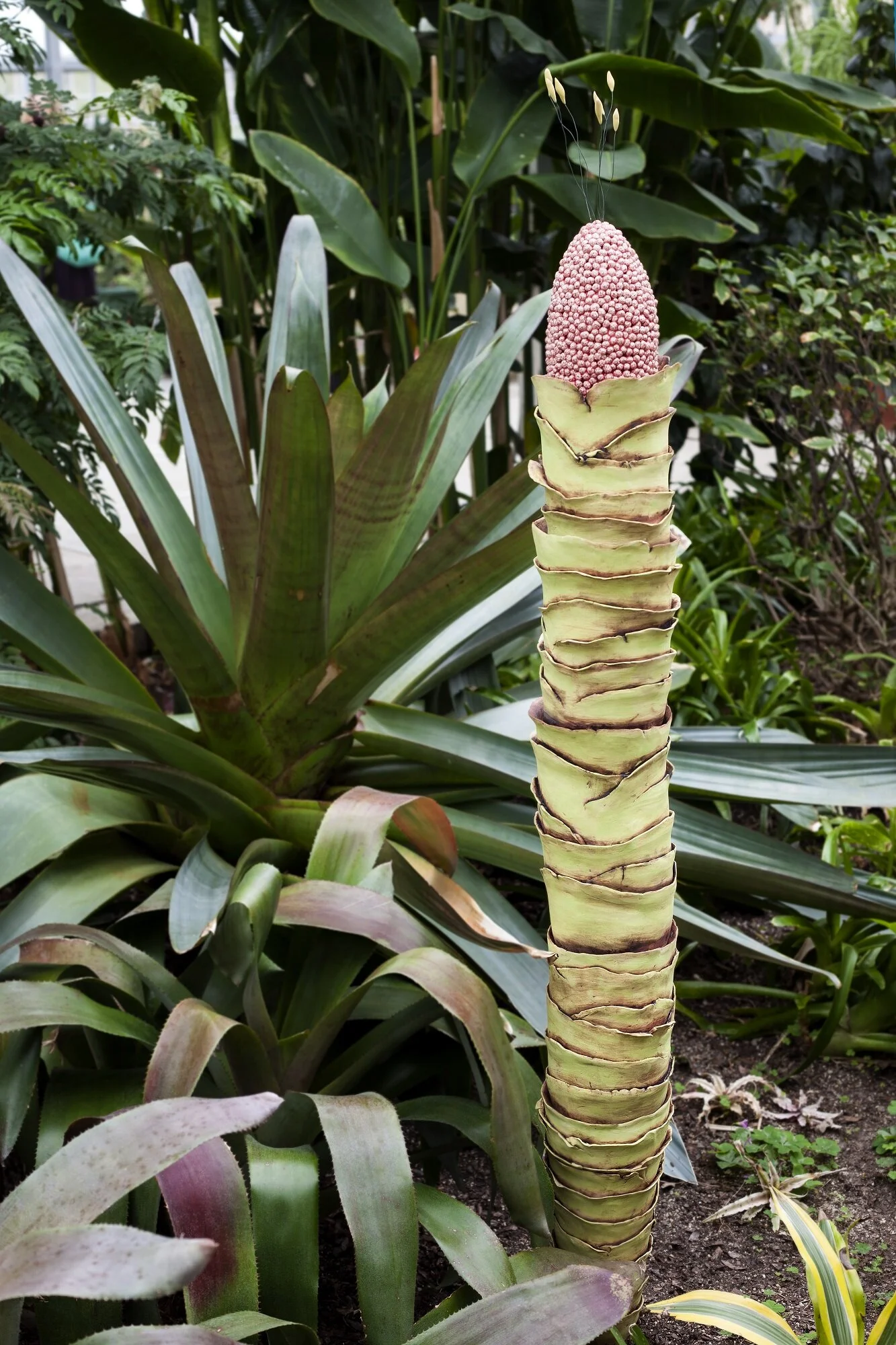 LURE — Leigh Taylor Mickelson