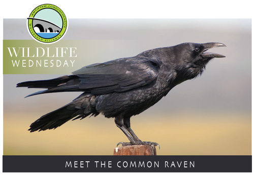 Meet the Common Raven — Antietam-Conococheague Watershed Alliance