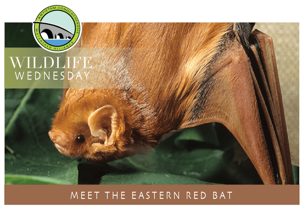 Meet the Eastern Red Bat — Antietam-Conococheague Watershed Alliance