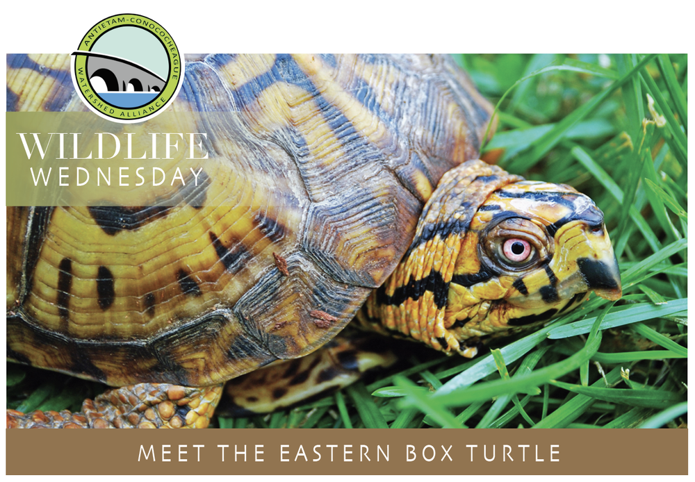Meet the Eastern Box Turtle — Antietam-Conococheague Watershed Alliance