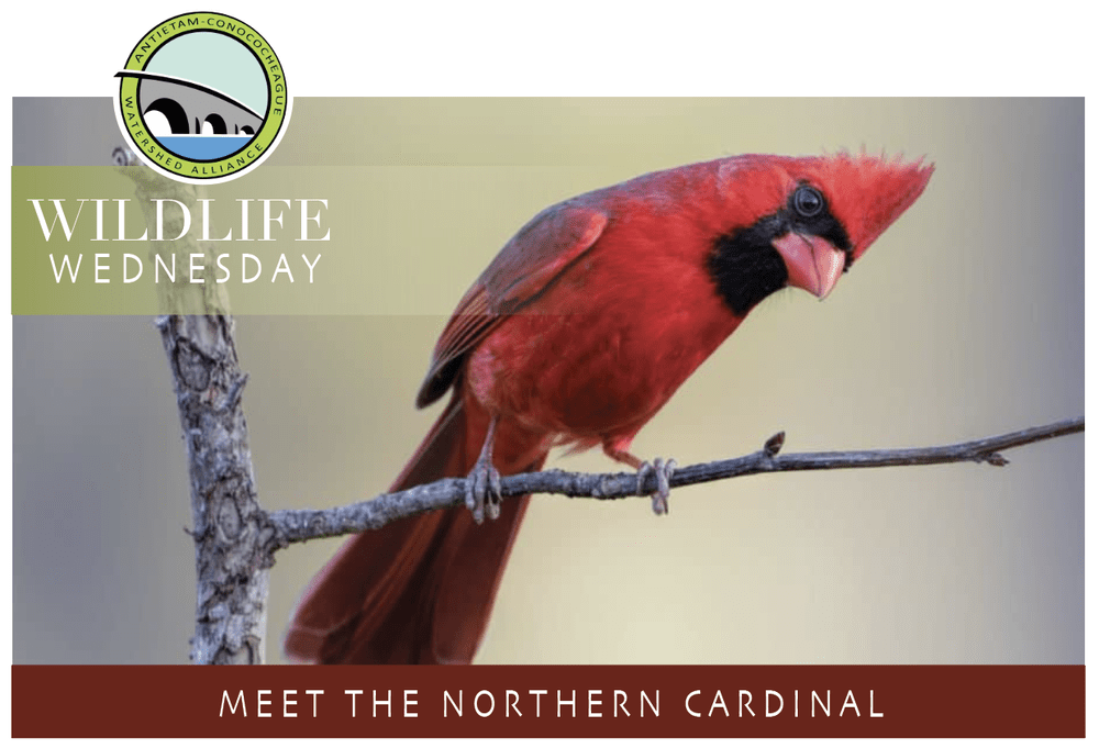 Meet the Northern Cardinal — Antietam-Conococheague Watershed Alliance