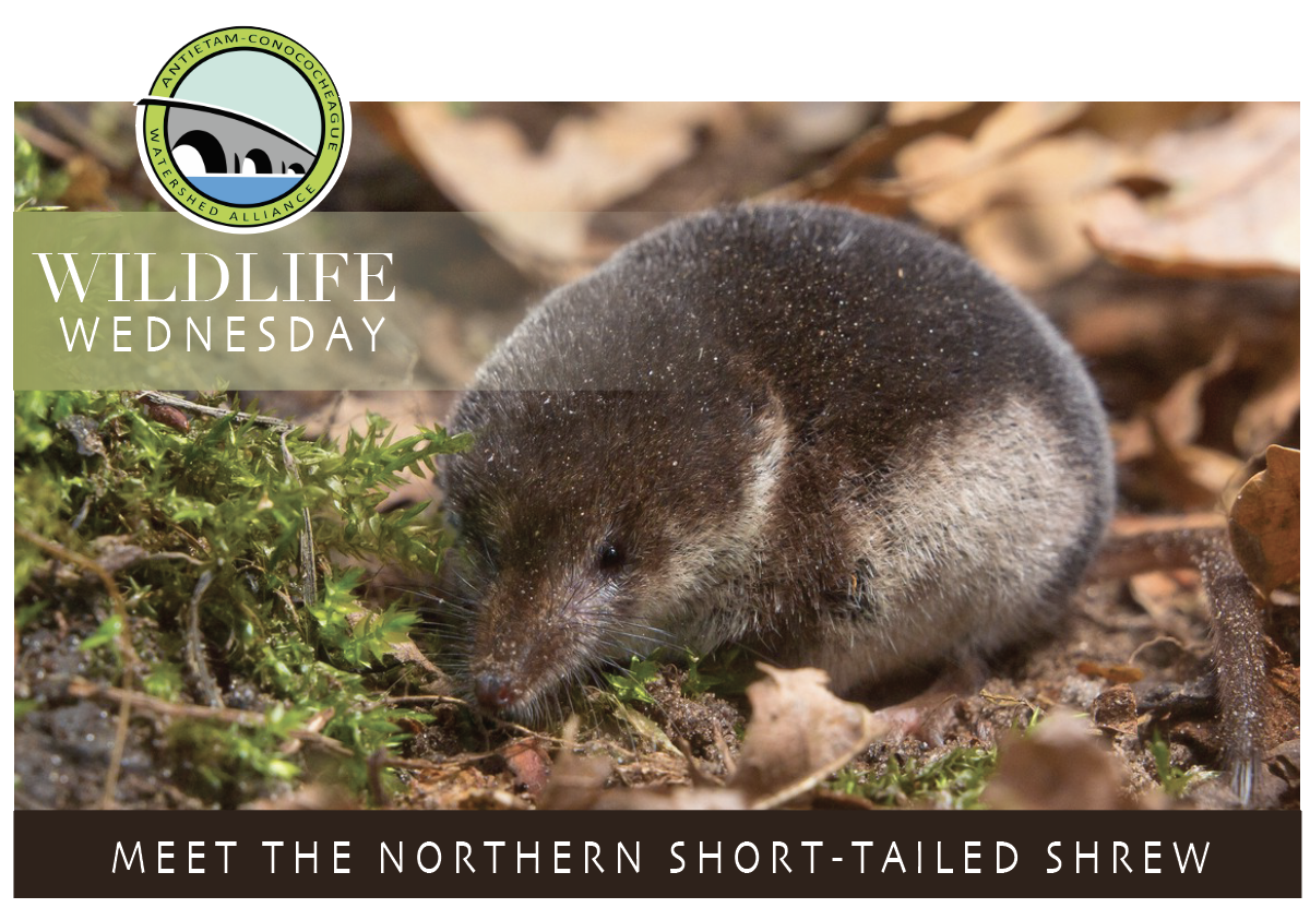 Meet the Northern short-tailed shrew — Antietam-Conococheague Watershed ...