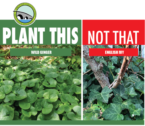 Native Plant Series: Wild Ginger — Antietam-Conococheague Watershed ...