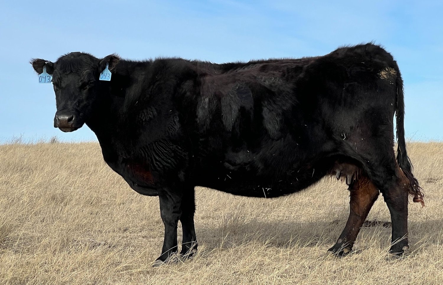 Cow Herd — Wedge Tent Ranch