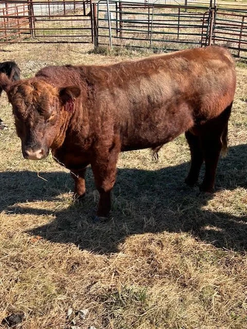 Special Cow Sale — Farmington Regional Stockyards