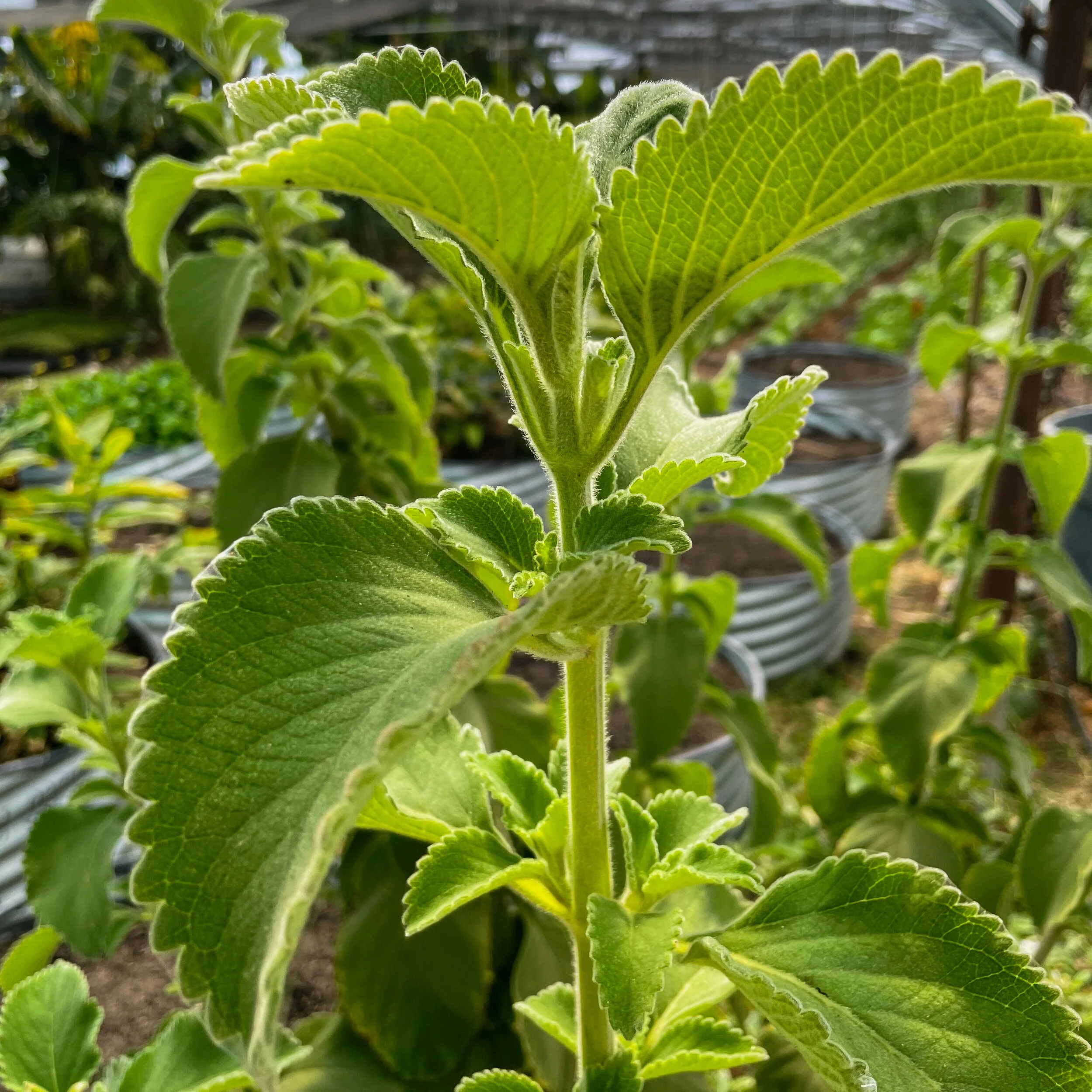 Cuban Oregano Recipes