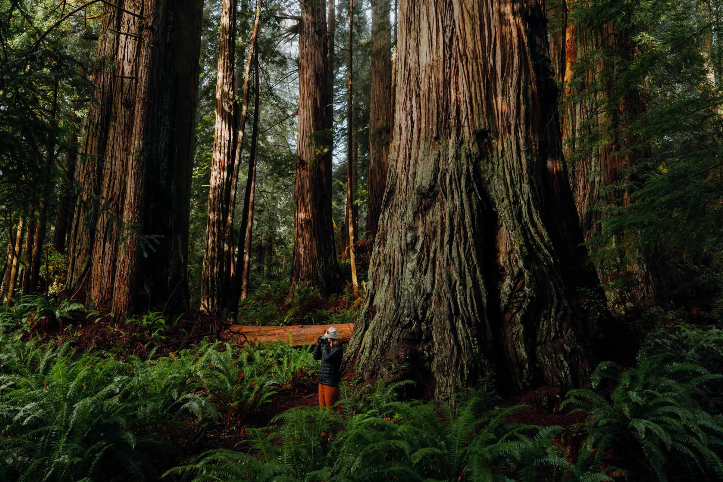 5 Best Hikes in the Redwoods — Wander in RAW