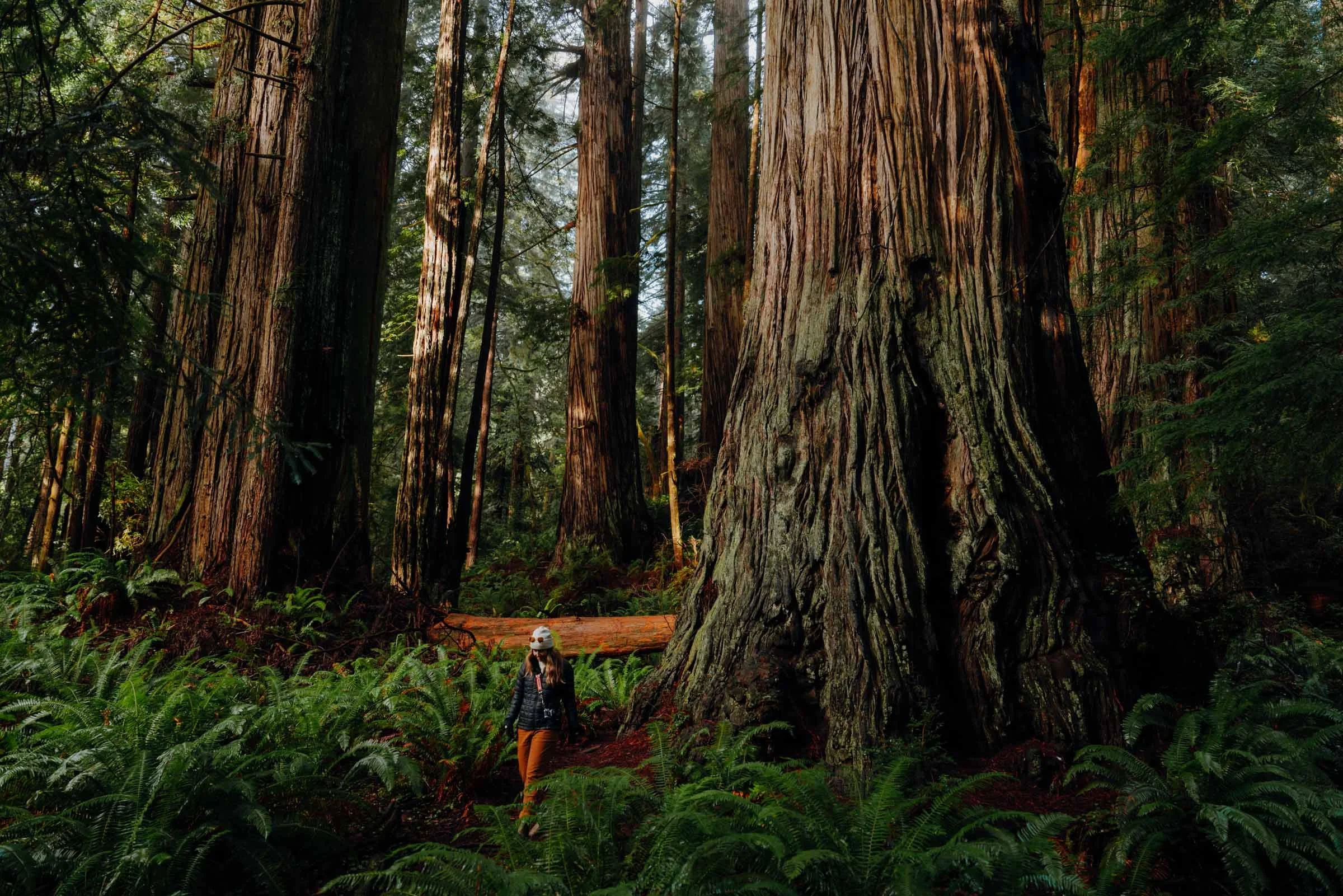 5 Best Hikes in the Redwoods — Wander in RAW