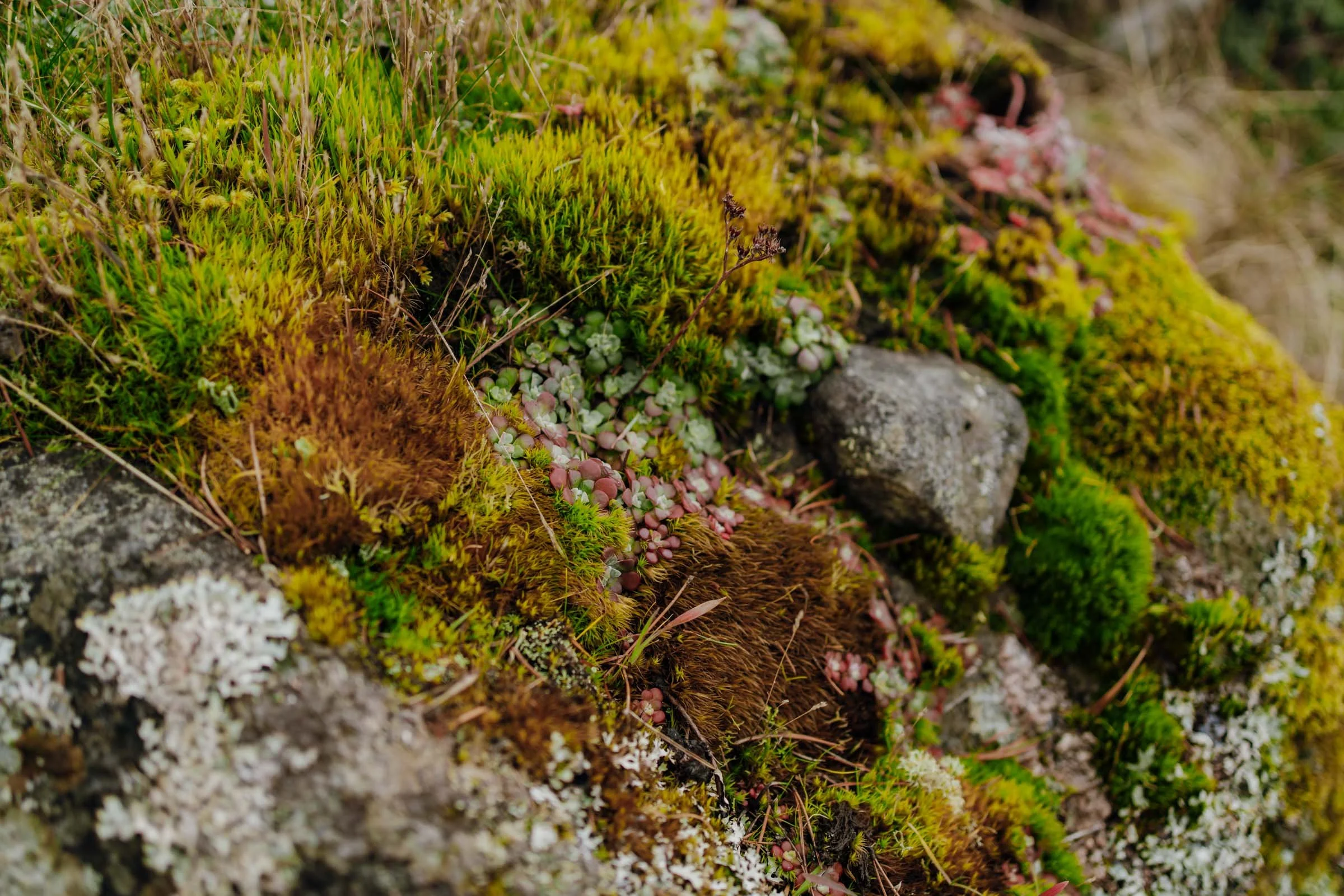The Ultimate Guide to Lopez Island, WA — Wander in RAW