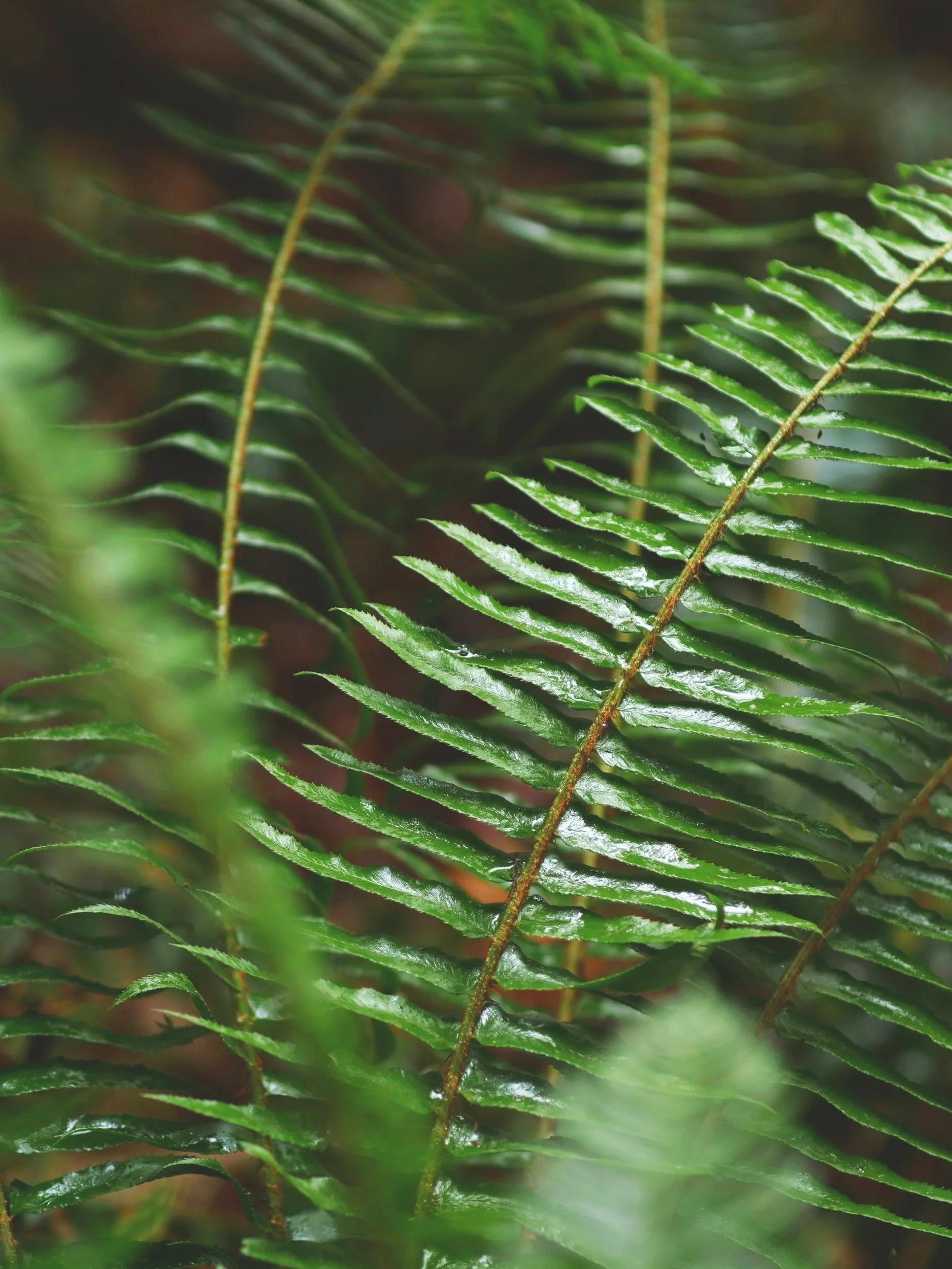 OUR TEAM — EcoLogic Consultants Ltd.