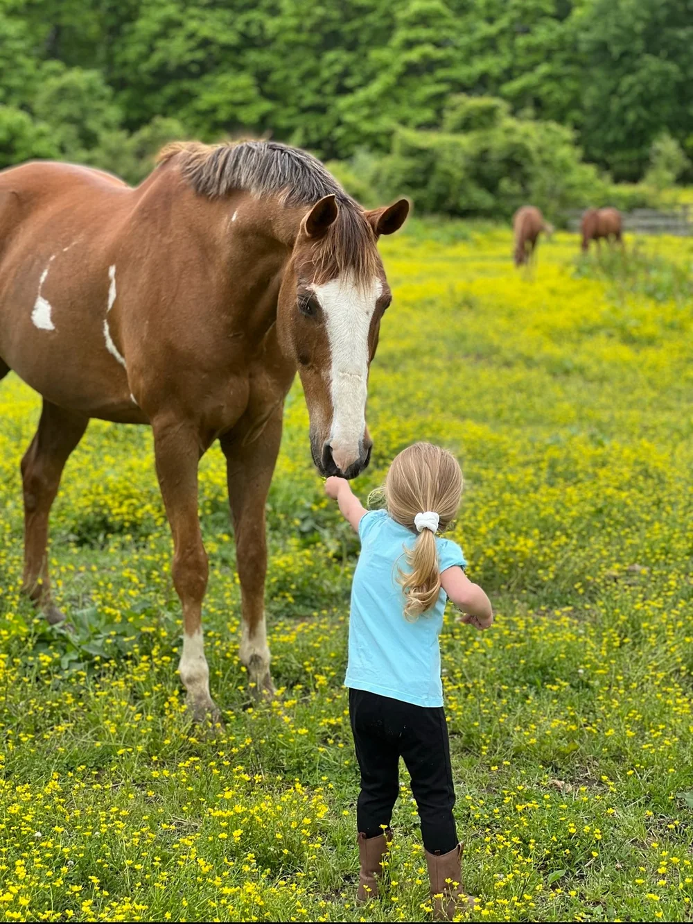 Summer Camp — Morningside Stables, LLC