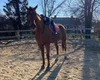Horseback Riding Lessons — Morningside Stables, LLC
