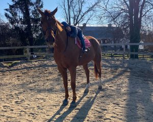 Horseback Riding Lessons — Morningside Stables, LLC