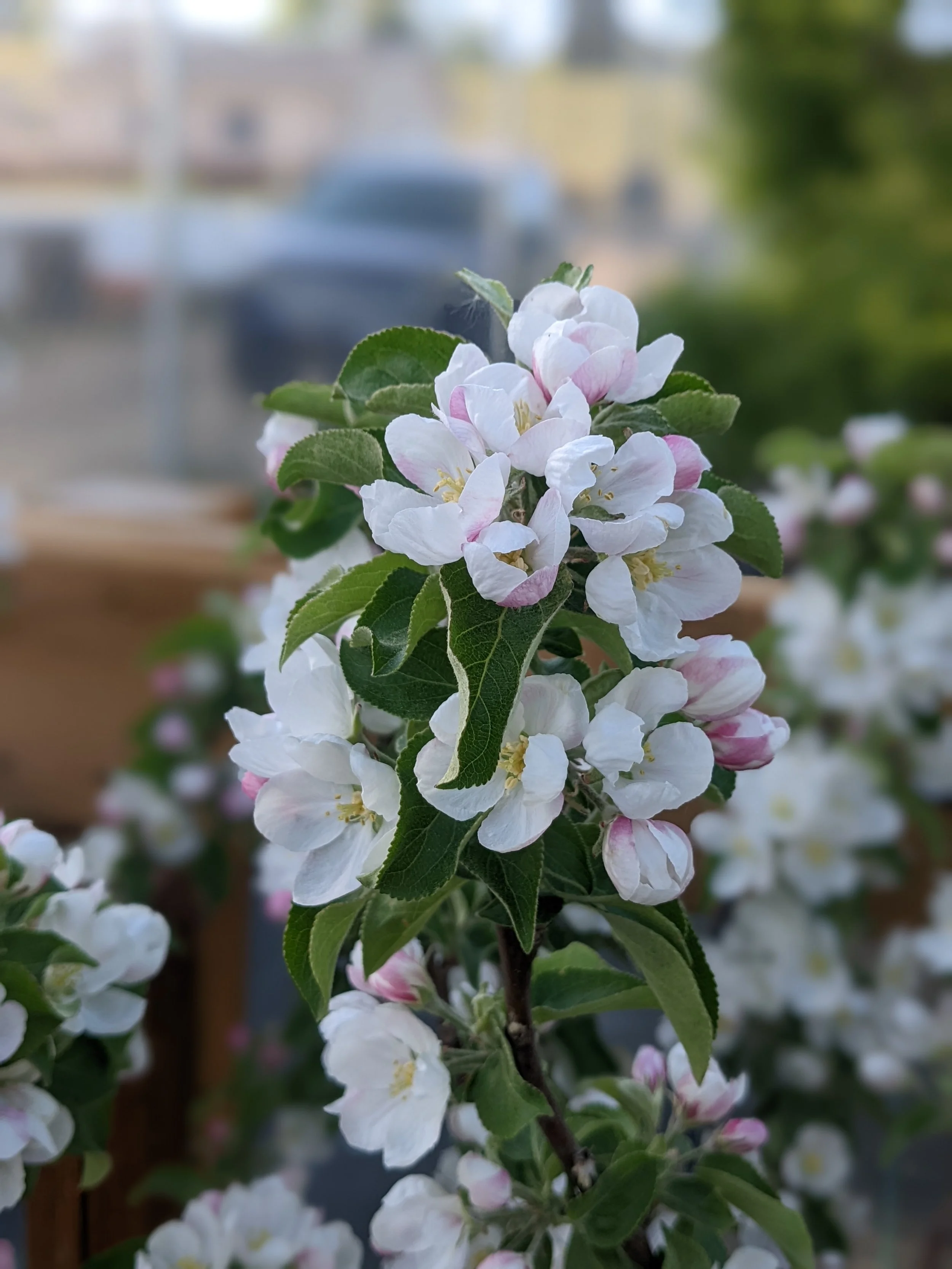 Riverdene Garden Centre