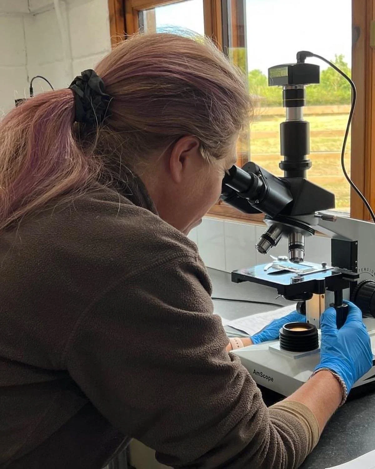 Equine Faecal Worm Egg Count — Black Cat Veterinary Physiotherapy
