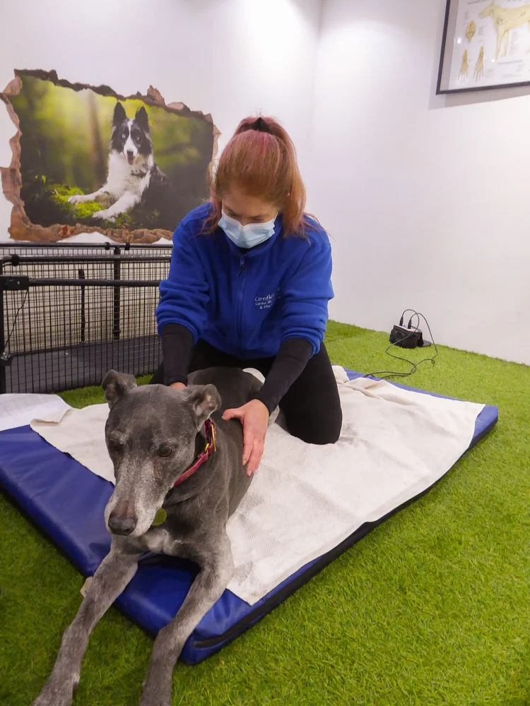 Hydrotherapy — Black Cat Veterinary Physiotherapy