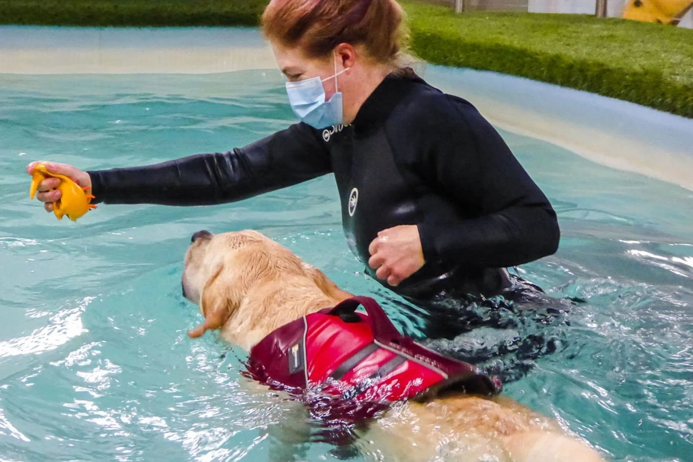 Hydrotherapy — Black Cat Veterinary Physiotherapy