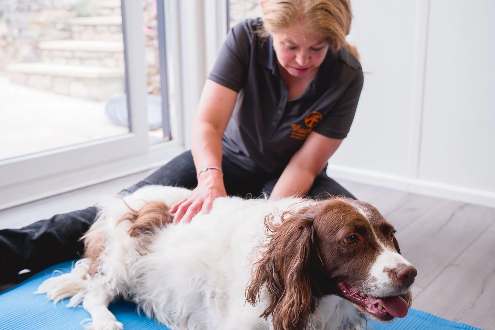 Canine Physiotherapy - Covering East Midlands — Black Cat Veterinary ...