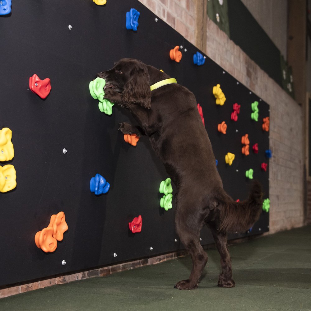 General 3 — K9 Fun-Time Secure Dog Exercise and Training Facilities
