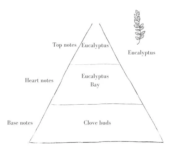 POTT DIFFUSER REFILL - FIR — Peacock & May