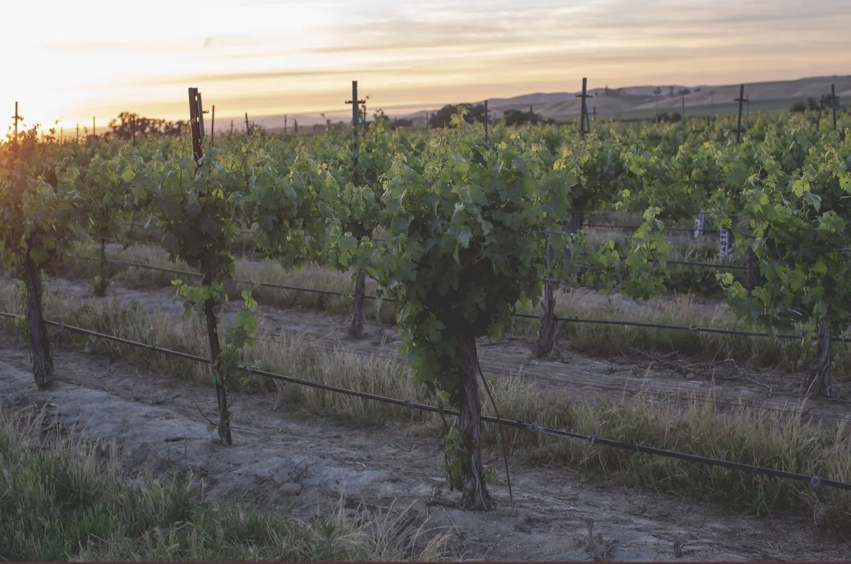 Brady Vineyard
