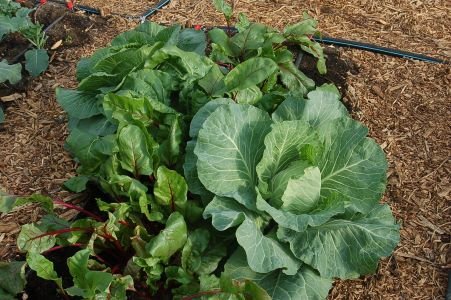 Shiloh Field Garden Updates — Shiloh Field