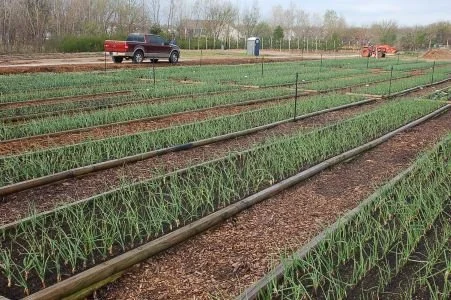 Shiloh Field Garden Updates — Shiloh Field