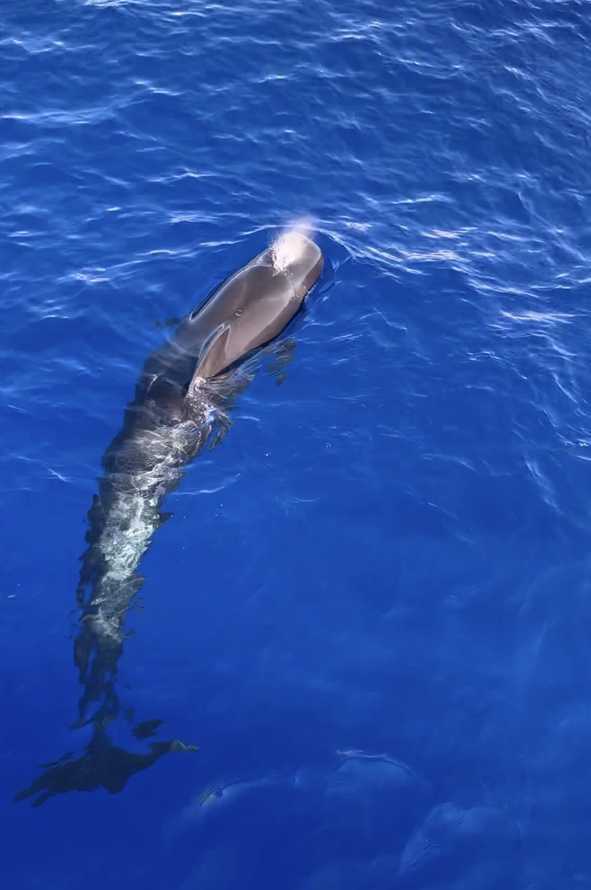 Winter Whale Season is in Full Swing on the Big Island — Hawaiian ...