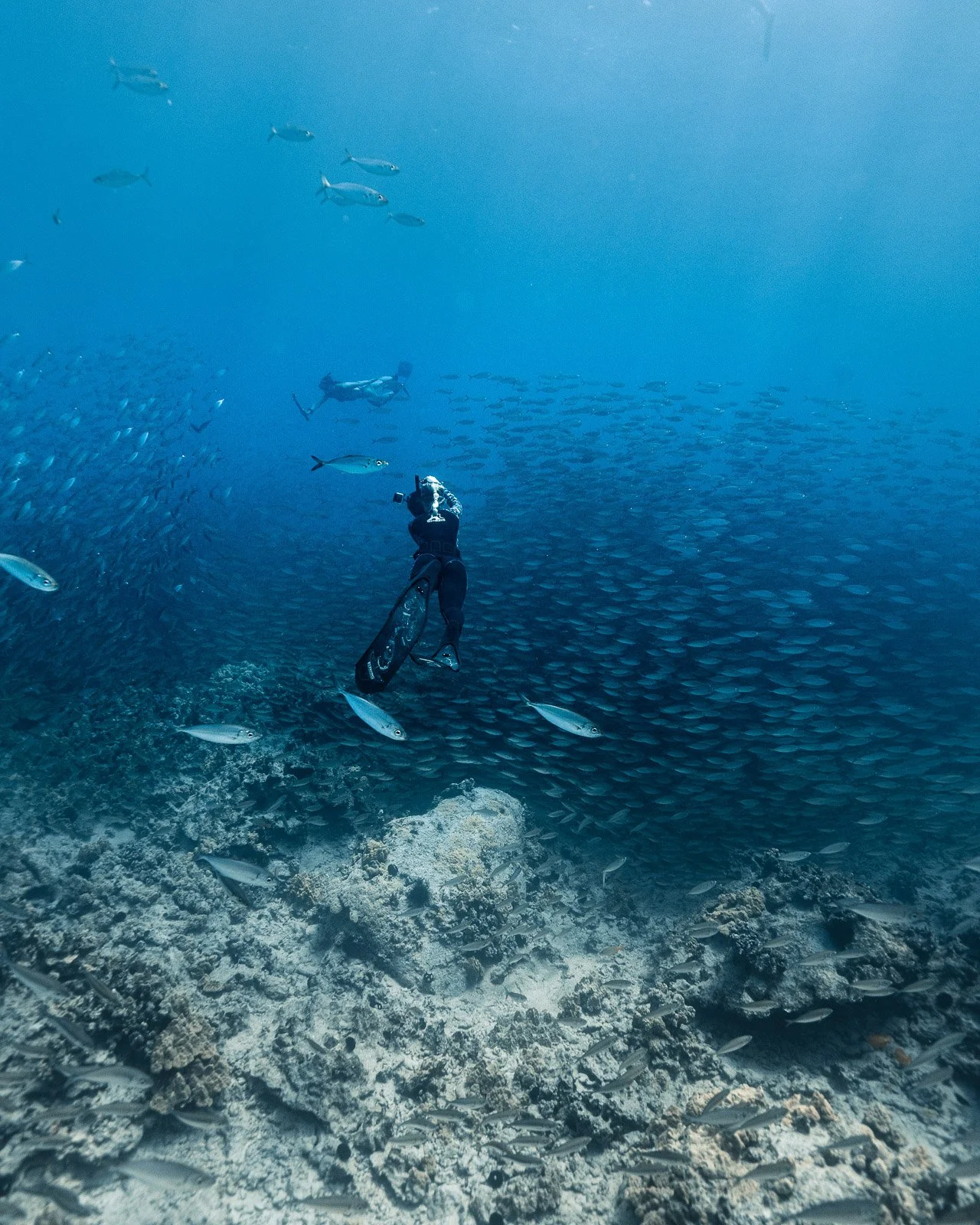 Big Island Whale Watch and Kona Snorkel Tour Reservations