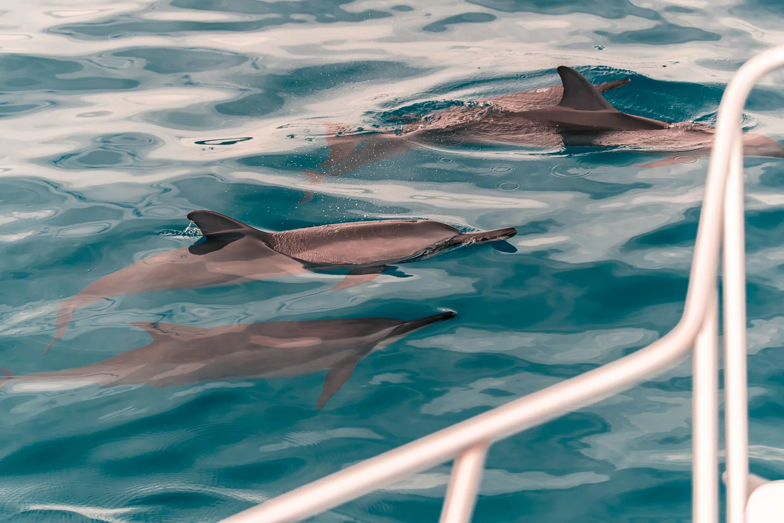 Spinner Dolphins | Hawaiian Adventures Kona