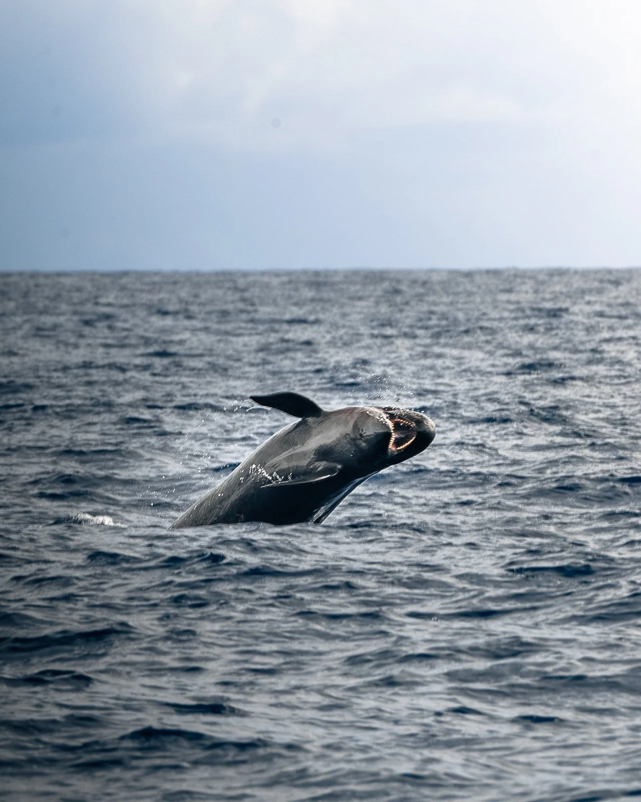 Whale Sharks | Hawaiian Adventures Kona