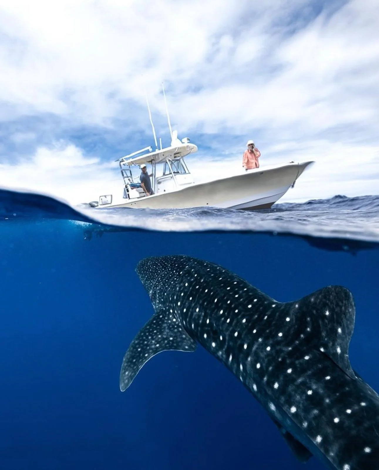 Whale Sharks | Hawaiian Adventures Kona