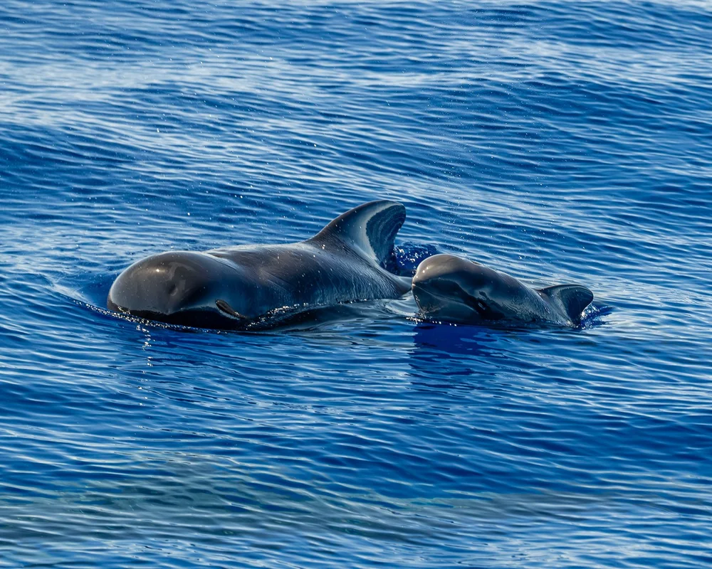 Pilot Whales | Hawaiian Adventures Kona
