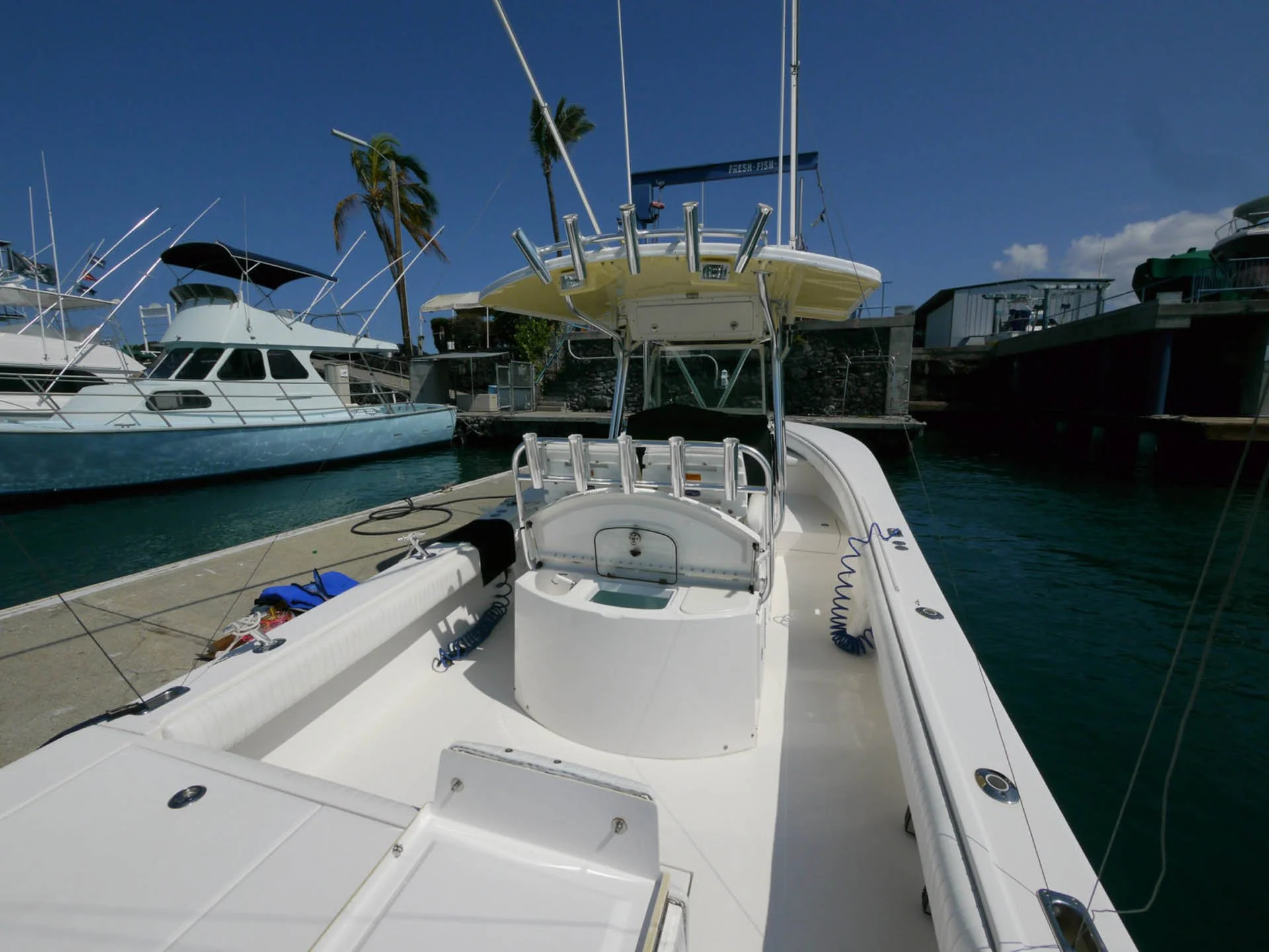 Kona Whale Watch and Big Island Snorkel Boats | Hawaiian Adventures