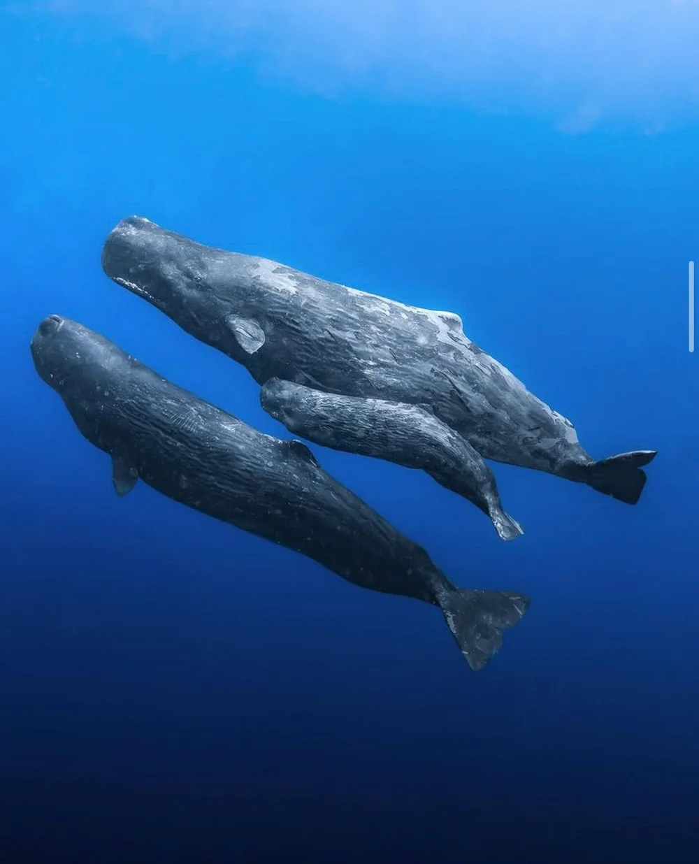 Sperm Whales | Hawaiian Adventures Kona