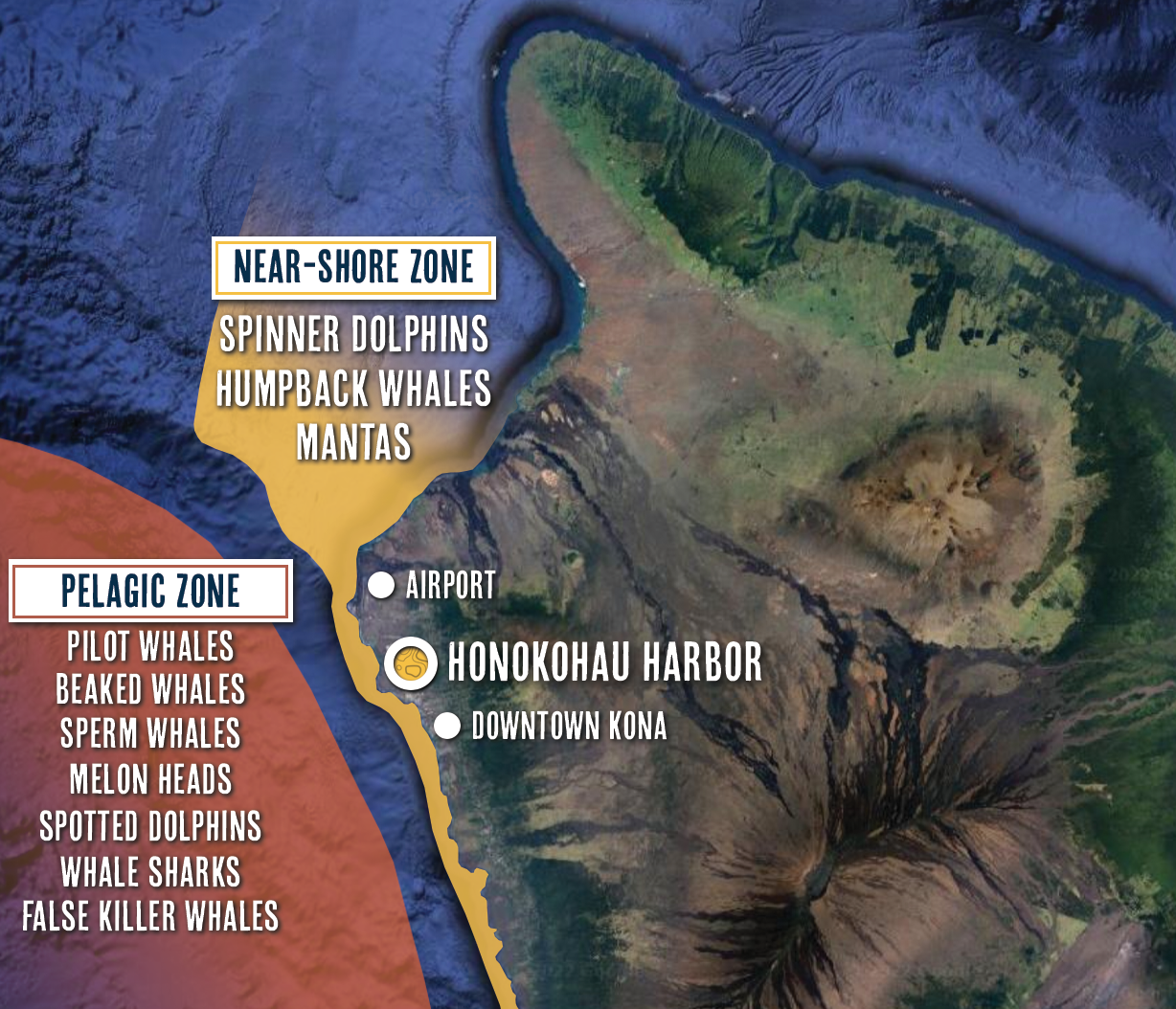 Big Island Whale Watch Tours Departing Out Of Kona | Hawaiian ...