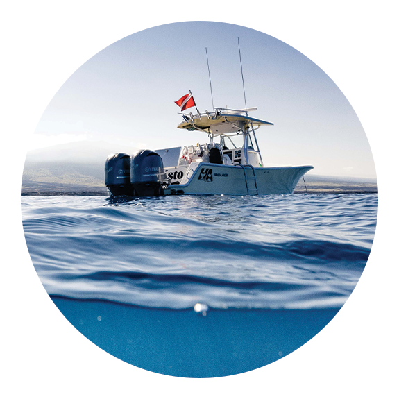 Big Island Whale Watch and Kona Snorkel Tour Reservations | Hawaiian ...