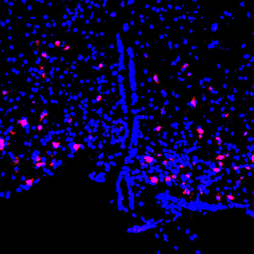 Publications Srinivasan Lab